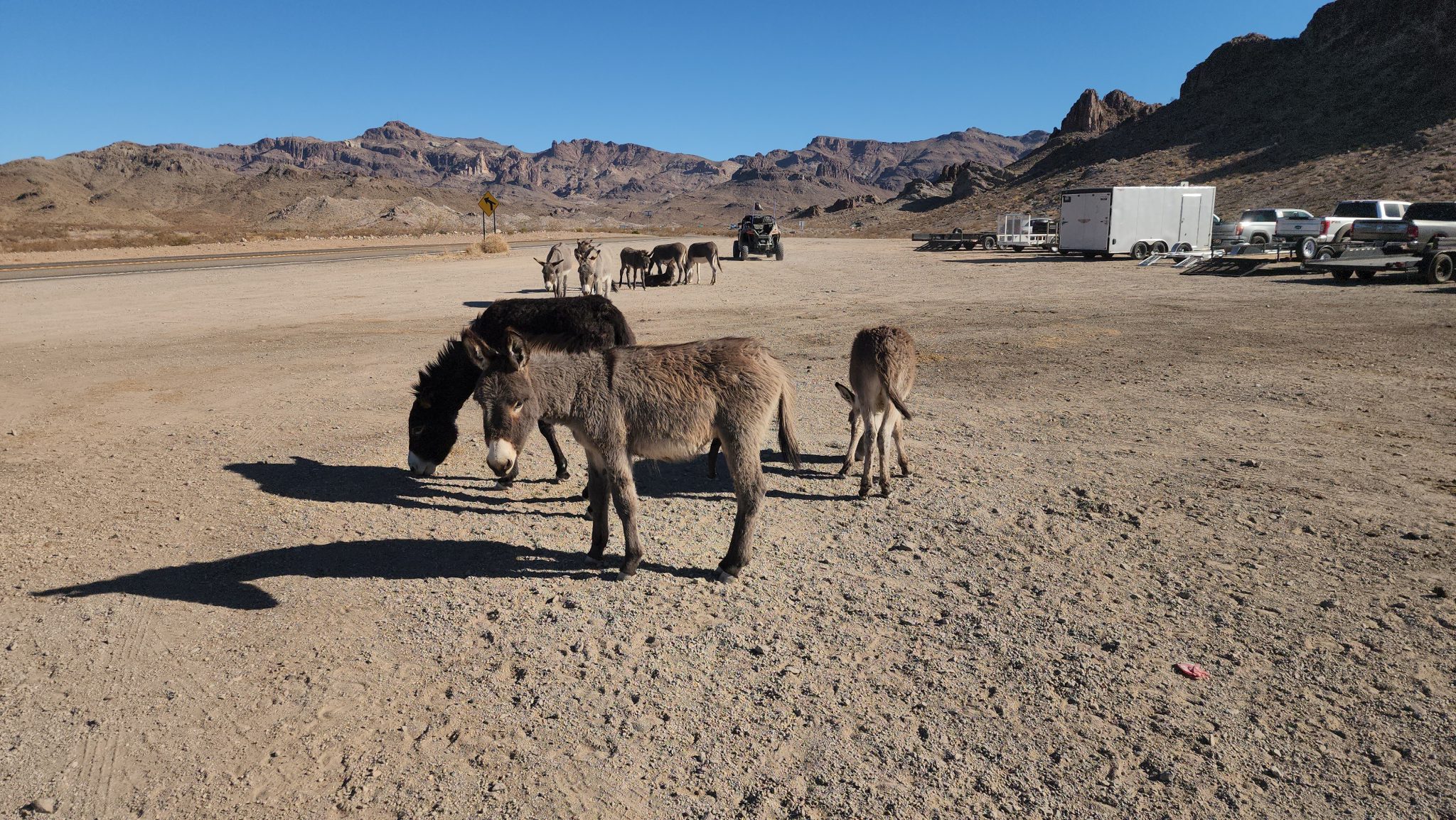 Oatman, Arizona Where The Wild Burros Roam - Route 66 Road Relics