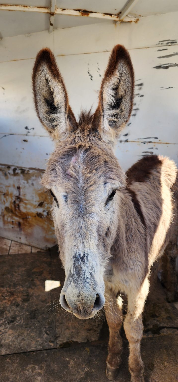 Oatman, Arizona Where The Wild Burros Roam - Route 66 Road Relics