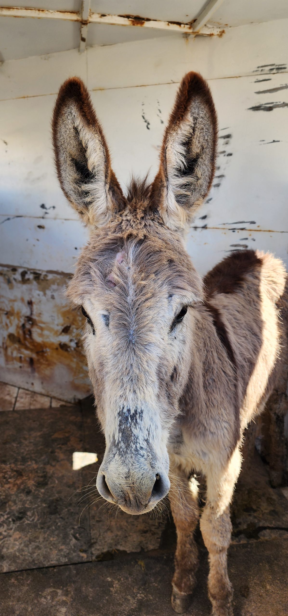 Oatman, Arizona Where The Wild Burros Roam - Route 66 Road Relics