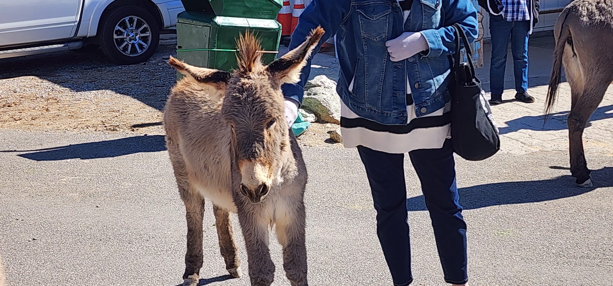 Oatman, Arizona Where The Wild Burros Roam - Route 66 Road Relics