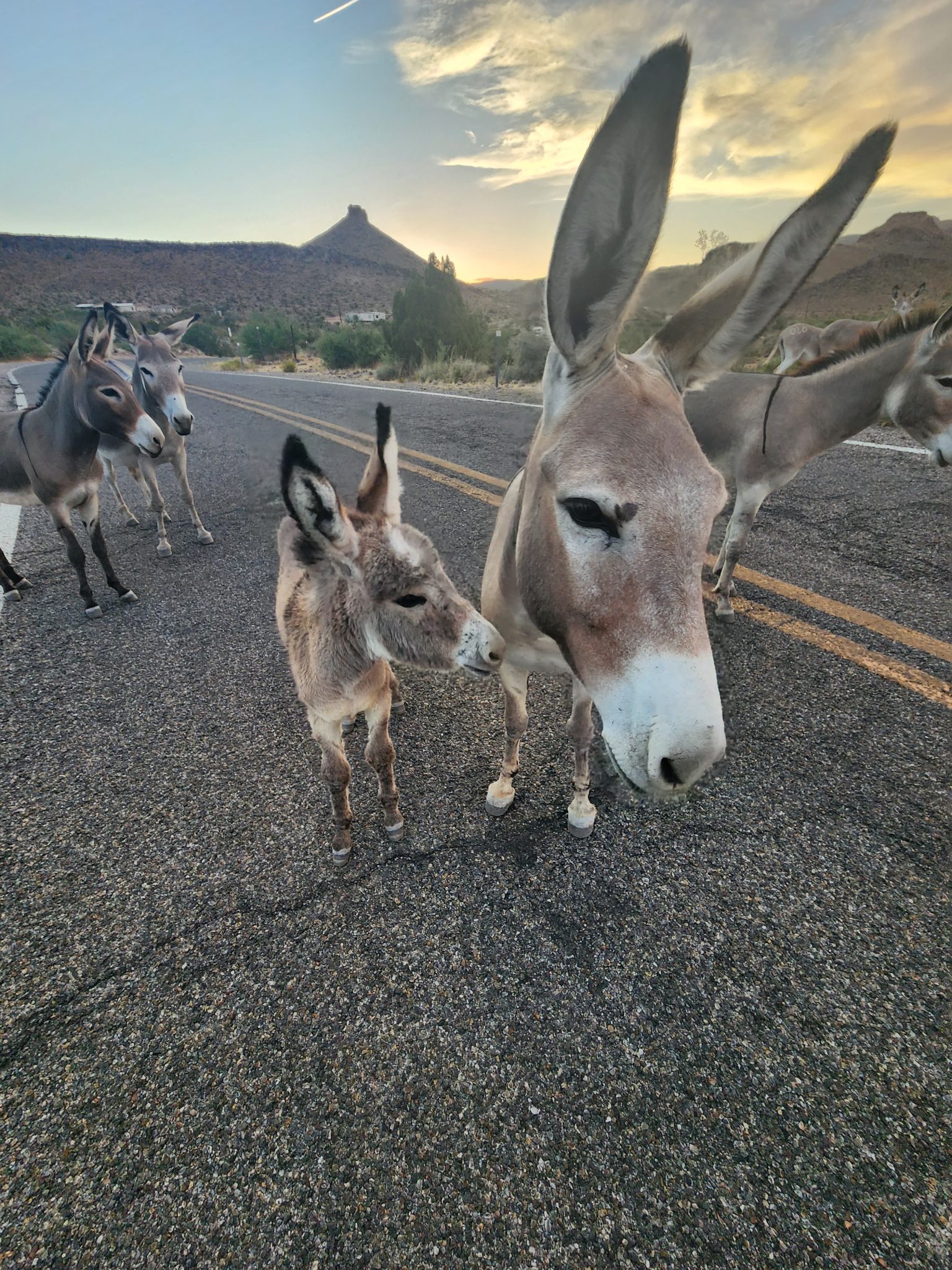 Oatman, Arizona Where The Wild Burros Roam - Route 66 Road Relics