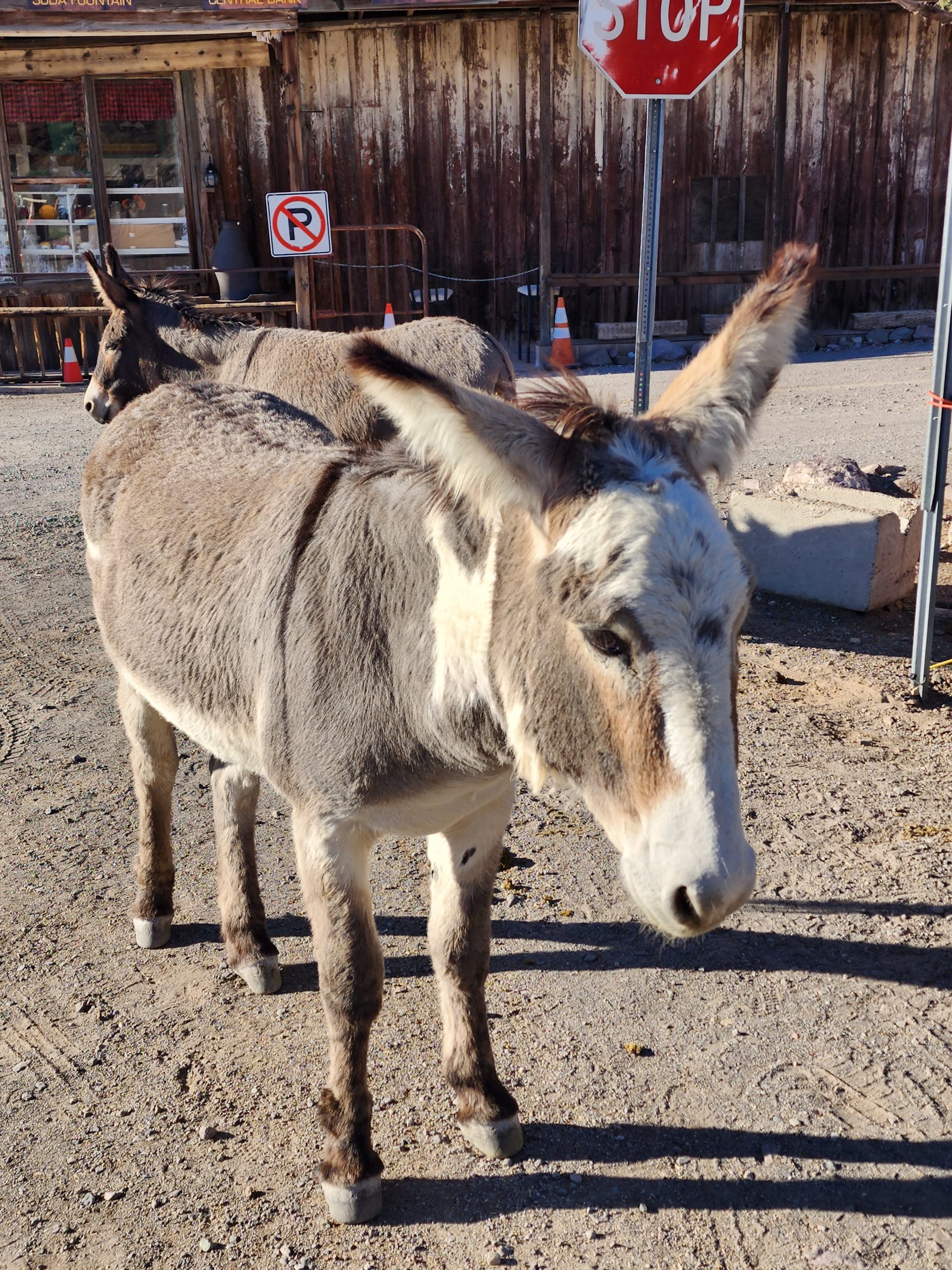 Oatman, Arizona Where The Wild Burros Roam - Route 66 Road Relics