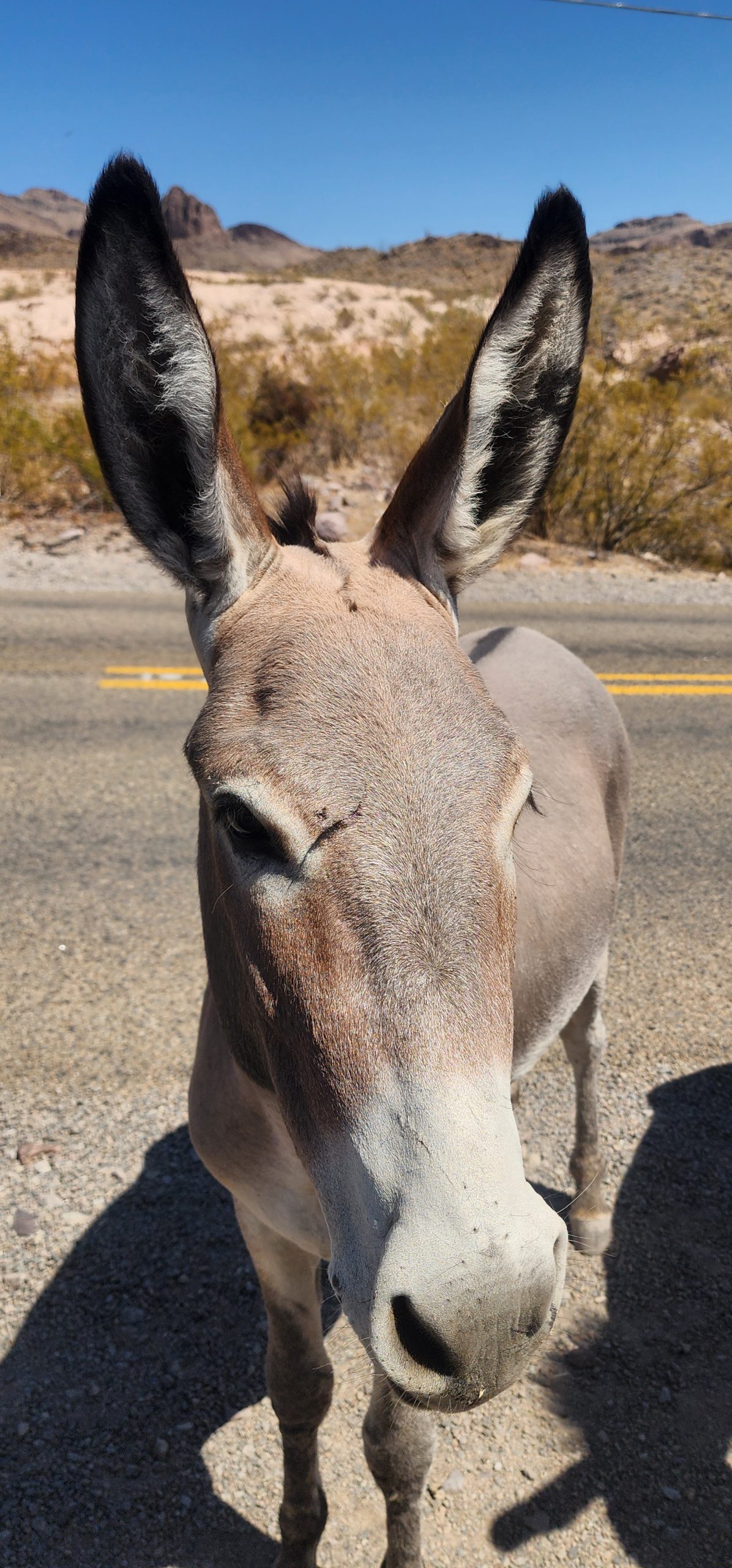 Oatman, Arizona Where The Wild Burros Roam - Route 66 Road Relics